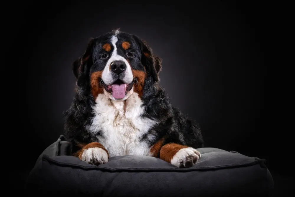 15 melhores raças de cachorro para crianças | Dog Life