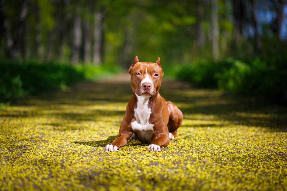 Tabela De Cores Pitbull Unlocking The Treasure Trove Of Pit Bull