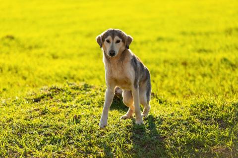Cachorro Cururu: Saiba mais sobre a síndrome da espinha curta (SEC ...