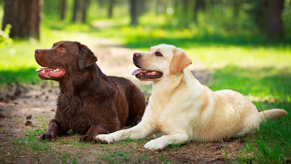 Cães farejadores: 6 Melhores raças e como eles atuam | Dog Life