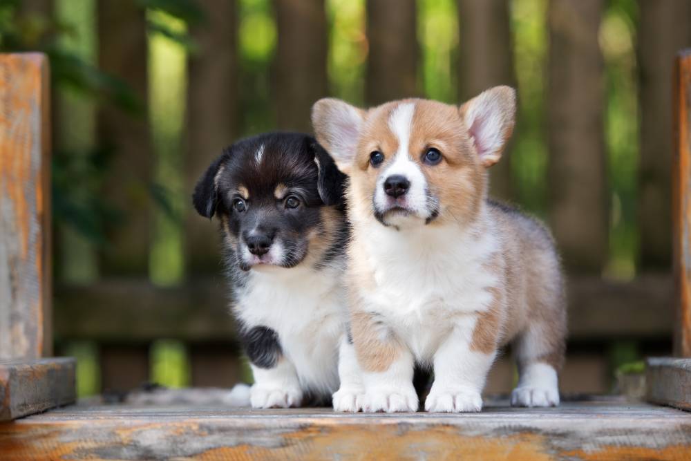 Filhote De Corgi Gales Raça Corgi é Conhecida Como “cães Da