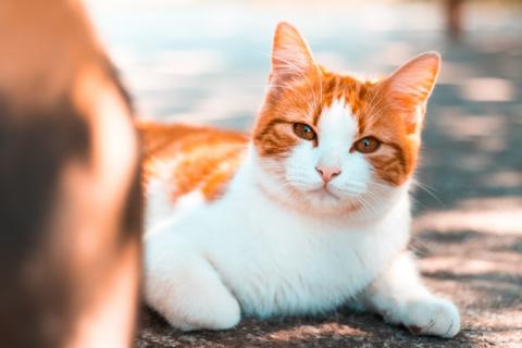 Gato espirrando: o que pode ser? Entenda 4 causas principais. | Dog Life