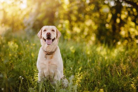 Labrador: conheça uma das raças mais populares e como cuidar | Dog Life