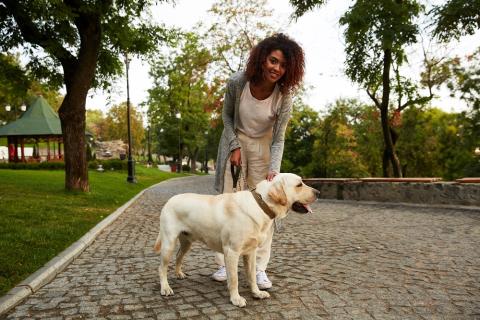 Parques para cachorro em São Paulo | Dog Life