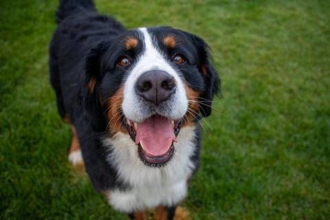 Raça Bernese: Saiba tudo sobre o cão boiadeiro de Berna | Dog Life