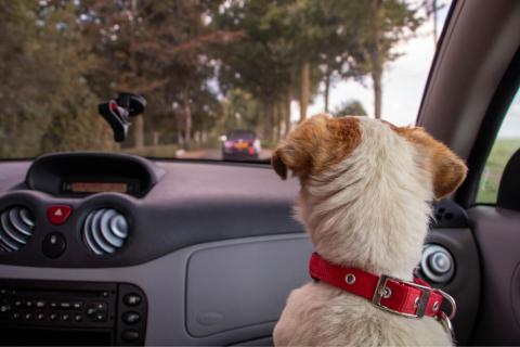 Como funciona o táxi dog? | Dog Life